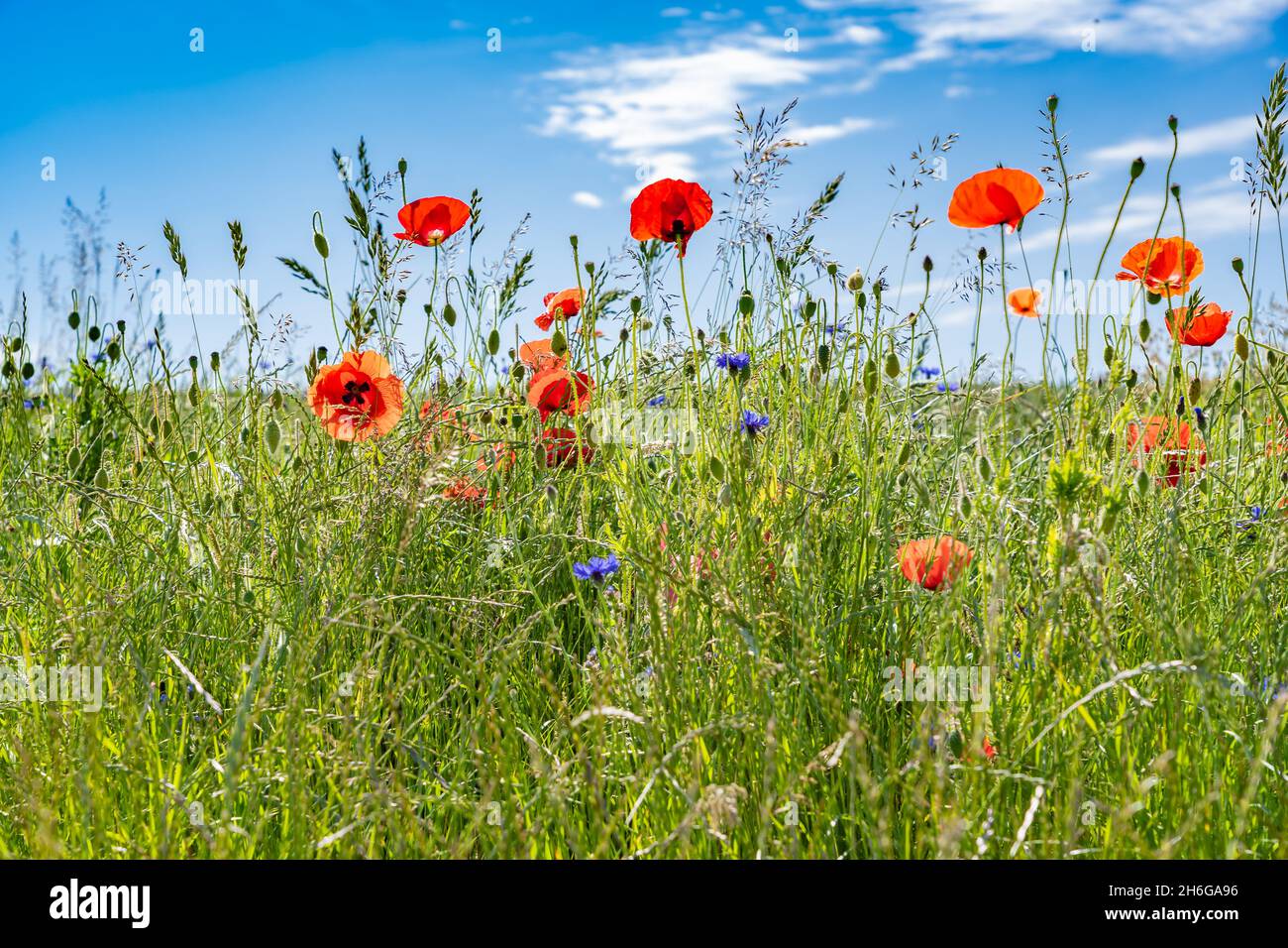 Beautiful view of red poppies and cornflowers in a field Stock Photo ...