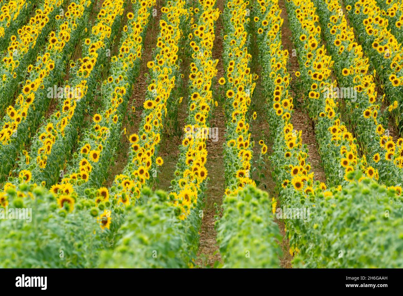 Nature background, blossom of yellow sunflowers plants on fields in ...