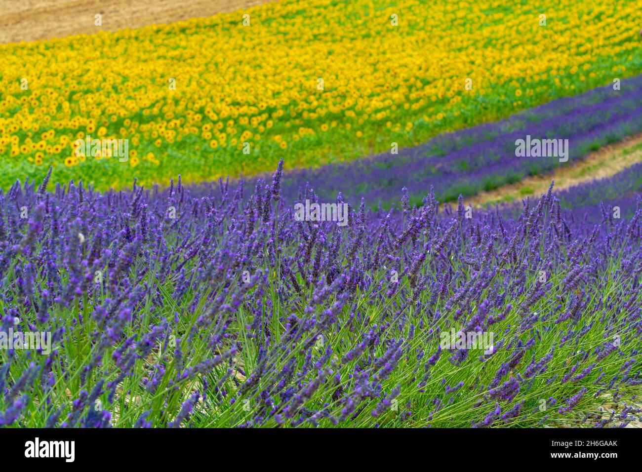Nature background, blossom of yellow sunflowers and purple lavender ...