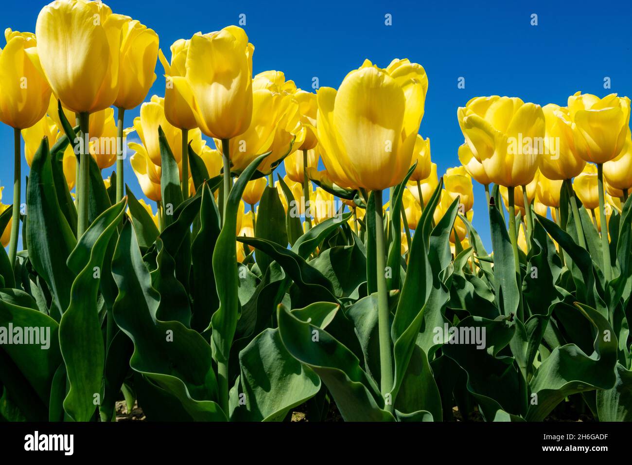Nature backgound, colorful tulips flowers in blossom on farm fields in ...