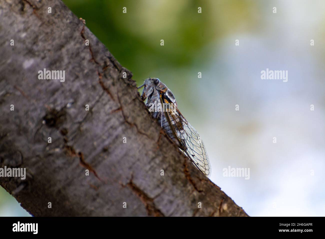 Symbol of Provence, adult cicada orni insect sits on tree close-up ...