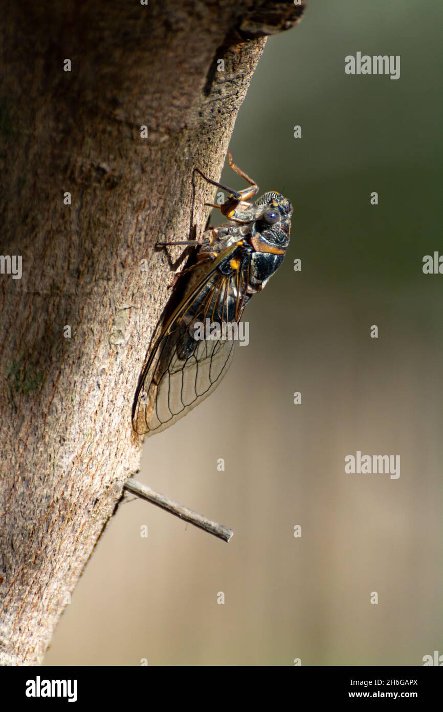 Symbol of Provence, adult cicada orni insect sits on tree close-up ...