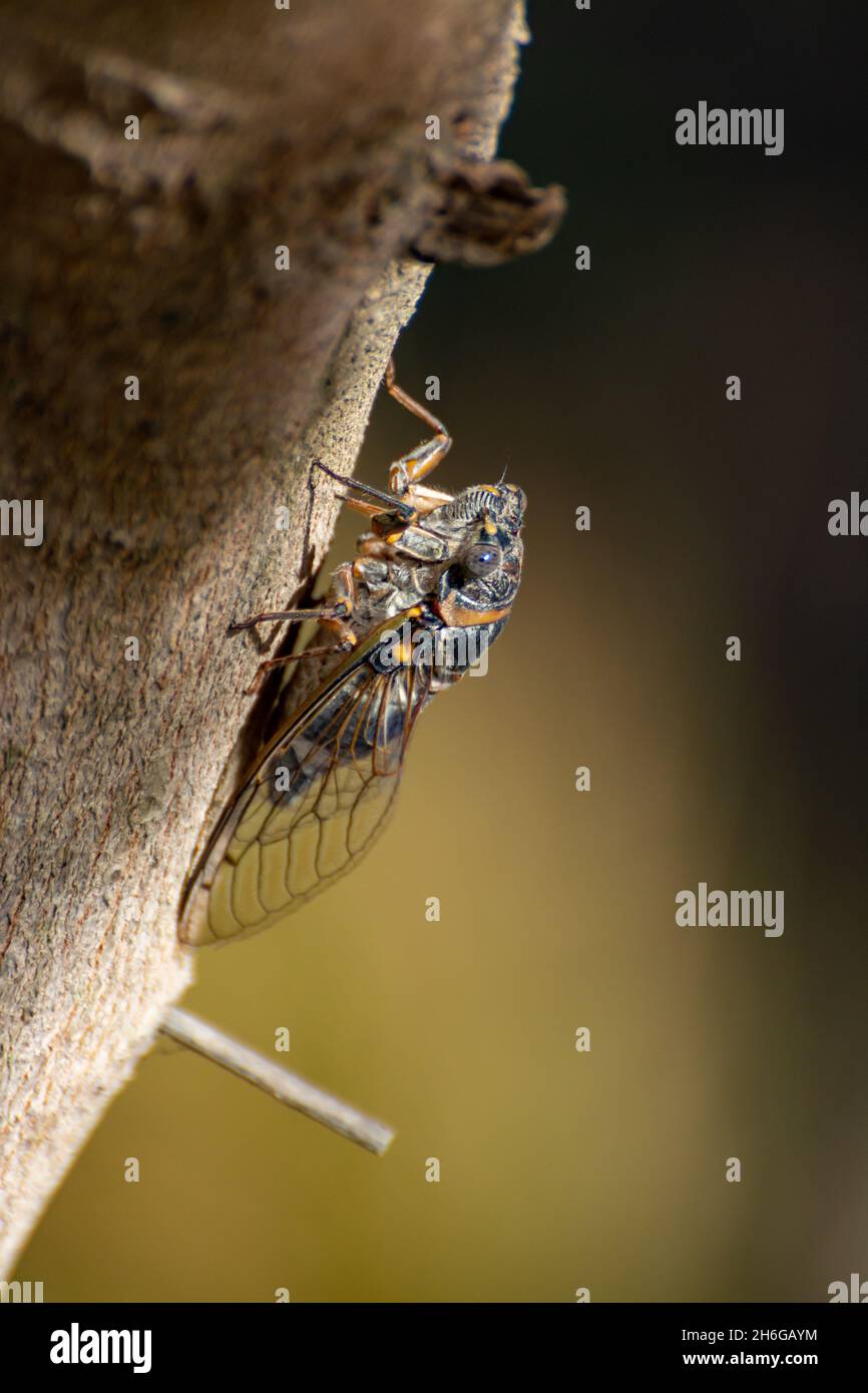 Symbol of Provence, adult cicada orni insect sits on tree close-up ...