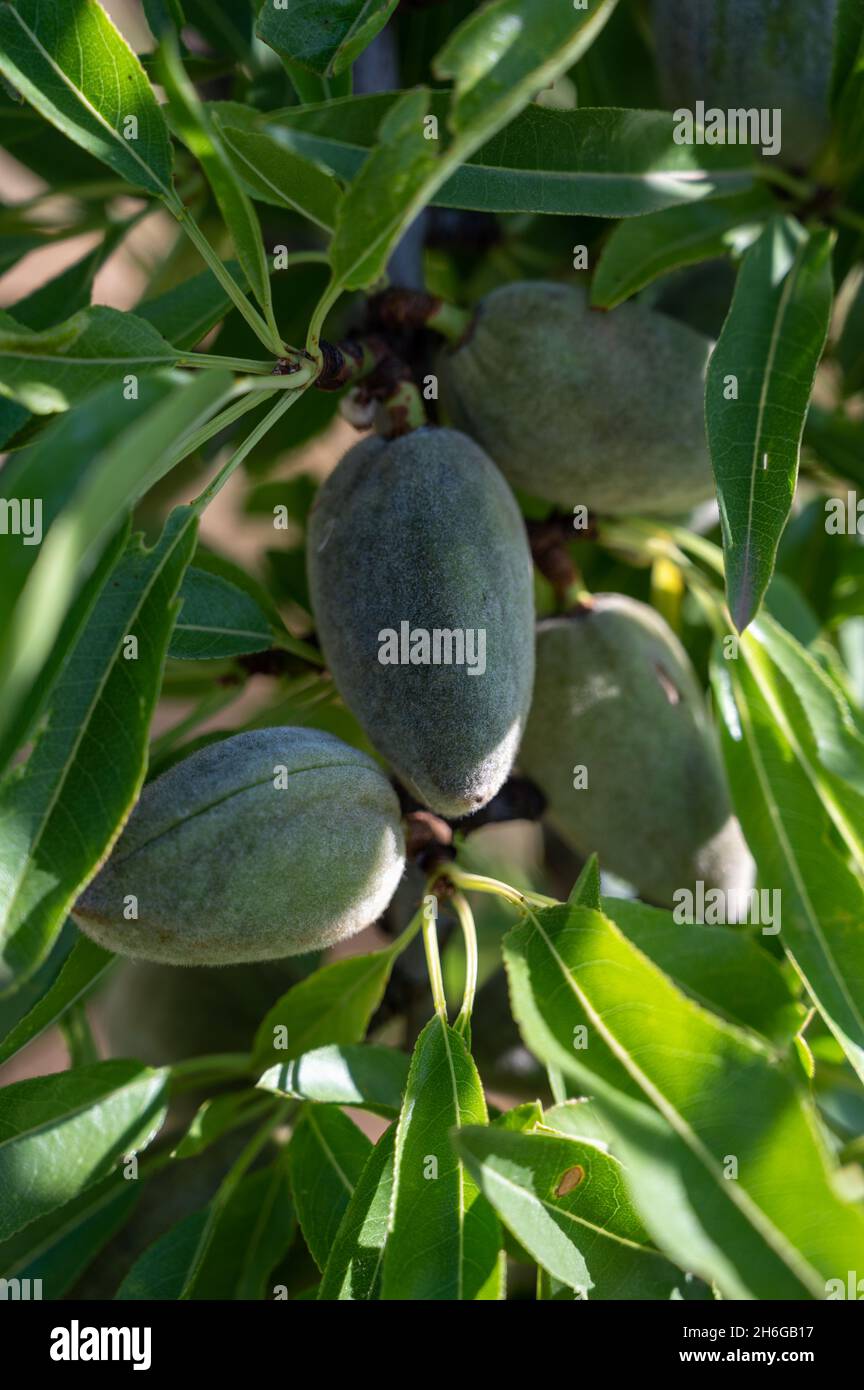 Green almonds nuts ripening on tree in summer, cultivation of almond ...