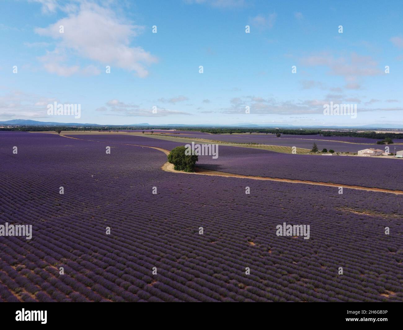 Aerial view of lavender fields in valensole, france hi-res stock ...