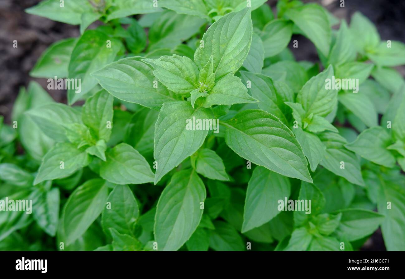 Italian basil in a vegetable garden close-up. Fresh young basil grows ...