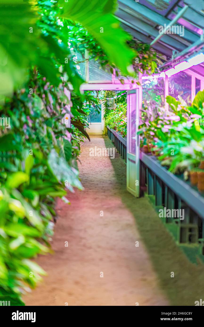 Inside tropical greenhouse with various evergreen exotic tropical ...