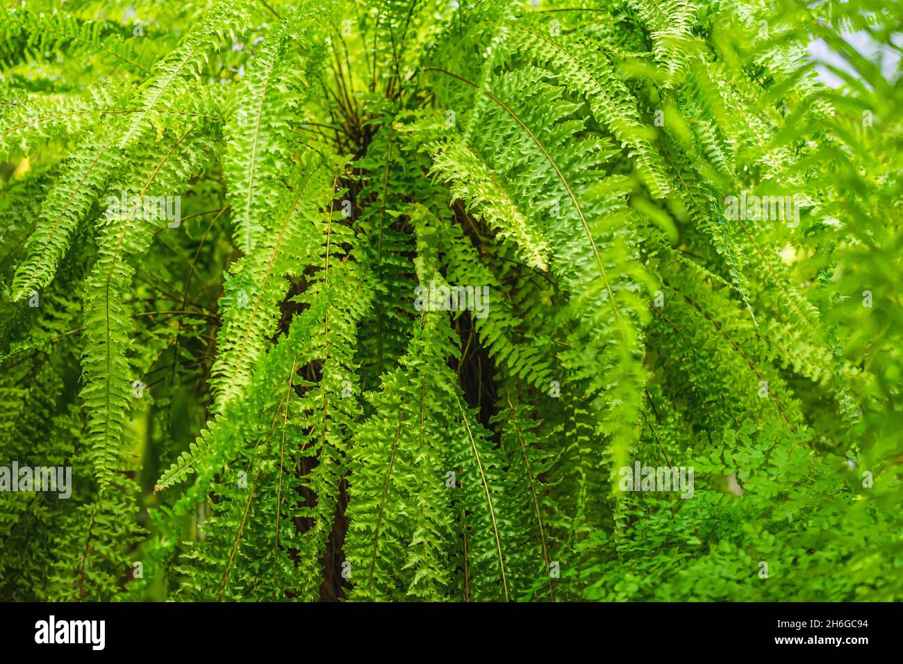 Natural green tropical fern foliage close-up, natural bright green ...
