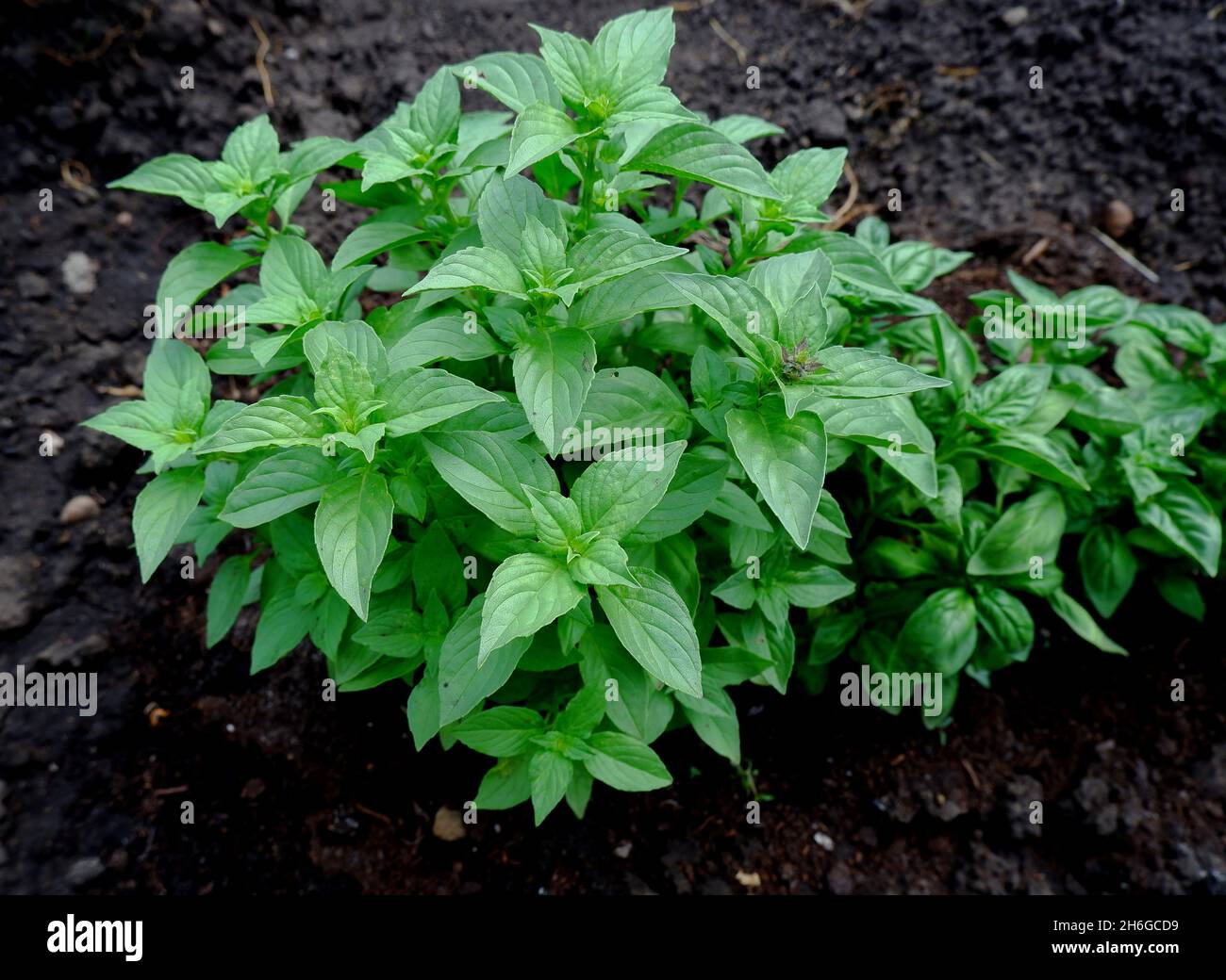 Leaves of Italian basil close-up. Fresh young basil grows in fertile ...