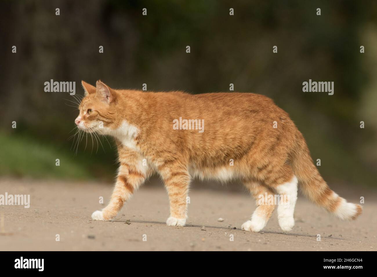 Female Ginger cat walking up the lane on a sunny day in the countryside ...