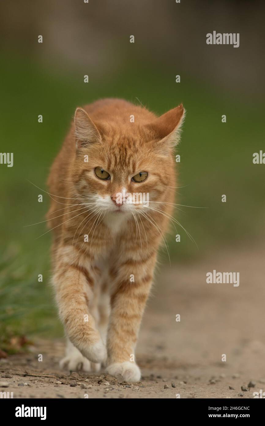 Female Ginger cat walking up the lane on a sunny day in the countryside ...