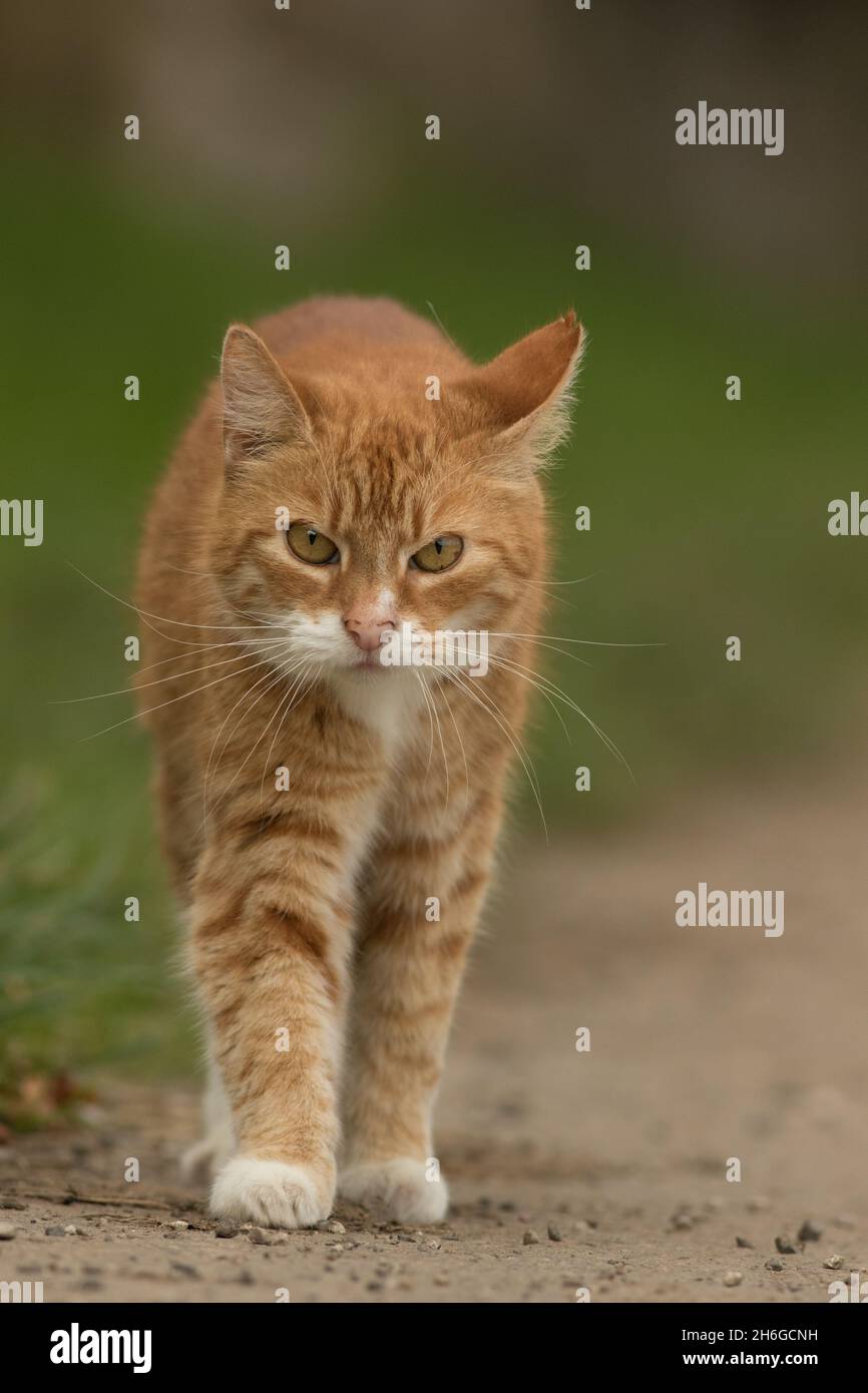 Female Ginger cat walking up the lane on a sunny day in the countryside ...