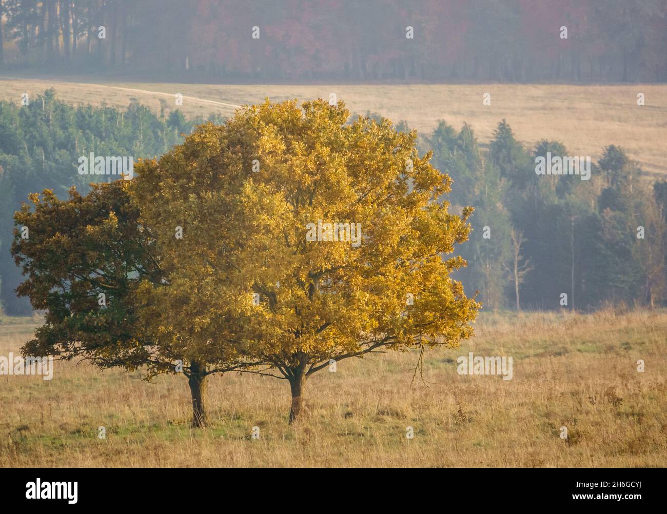 beautiful autumnal golden hues on beech tree (Fagus sylvatica Stock ...