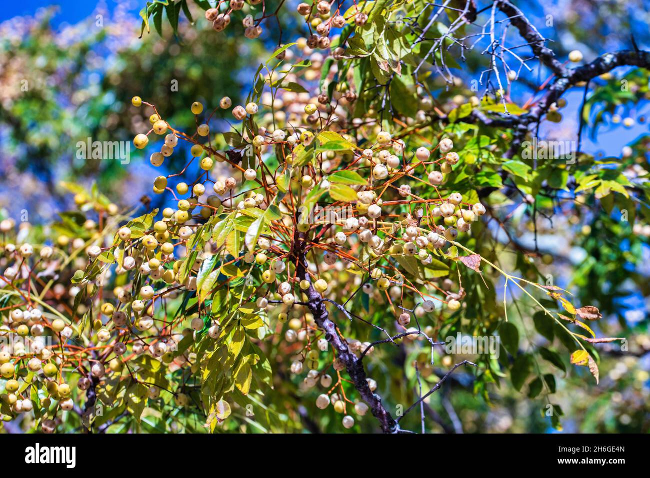 Terrestrial fruits hi-res stock photography and images - Alamy