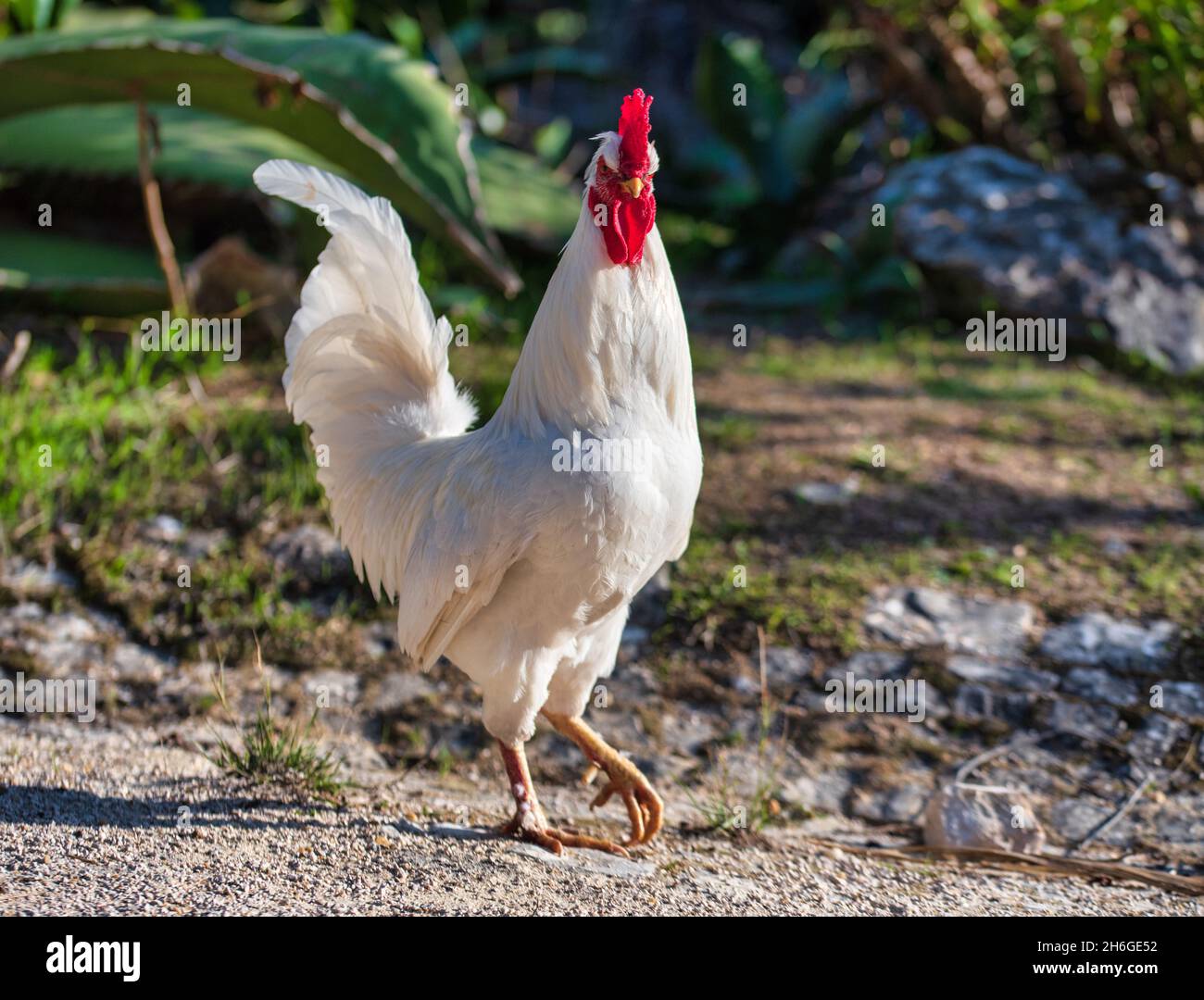 Rooster walking in grass hi-res stock photography and images - Alamy