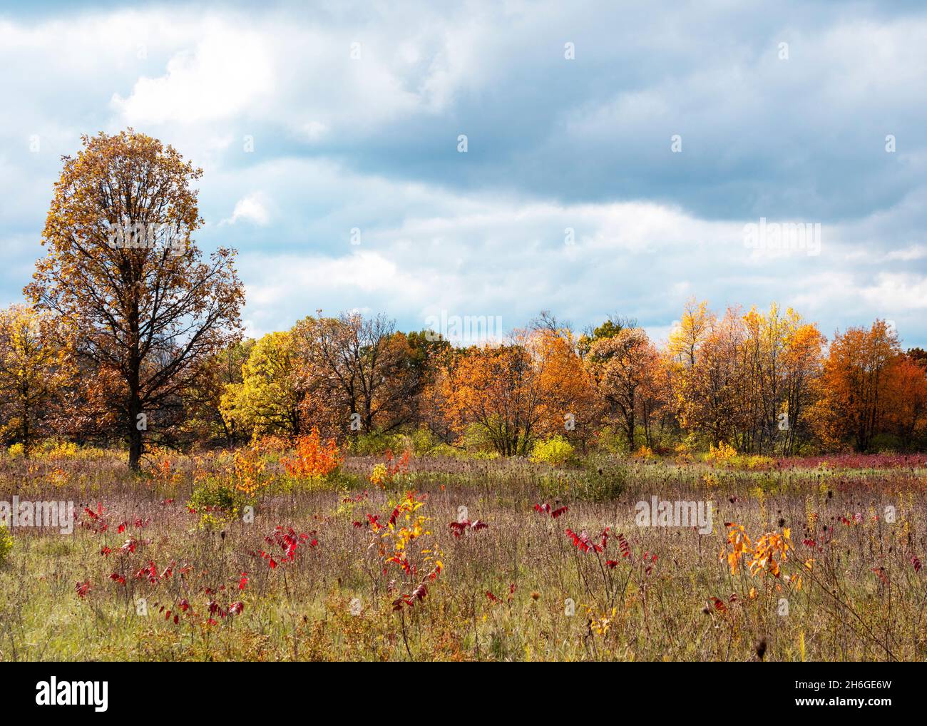 Scrub plant life hi-res stock photography and images - Alamy