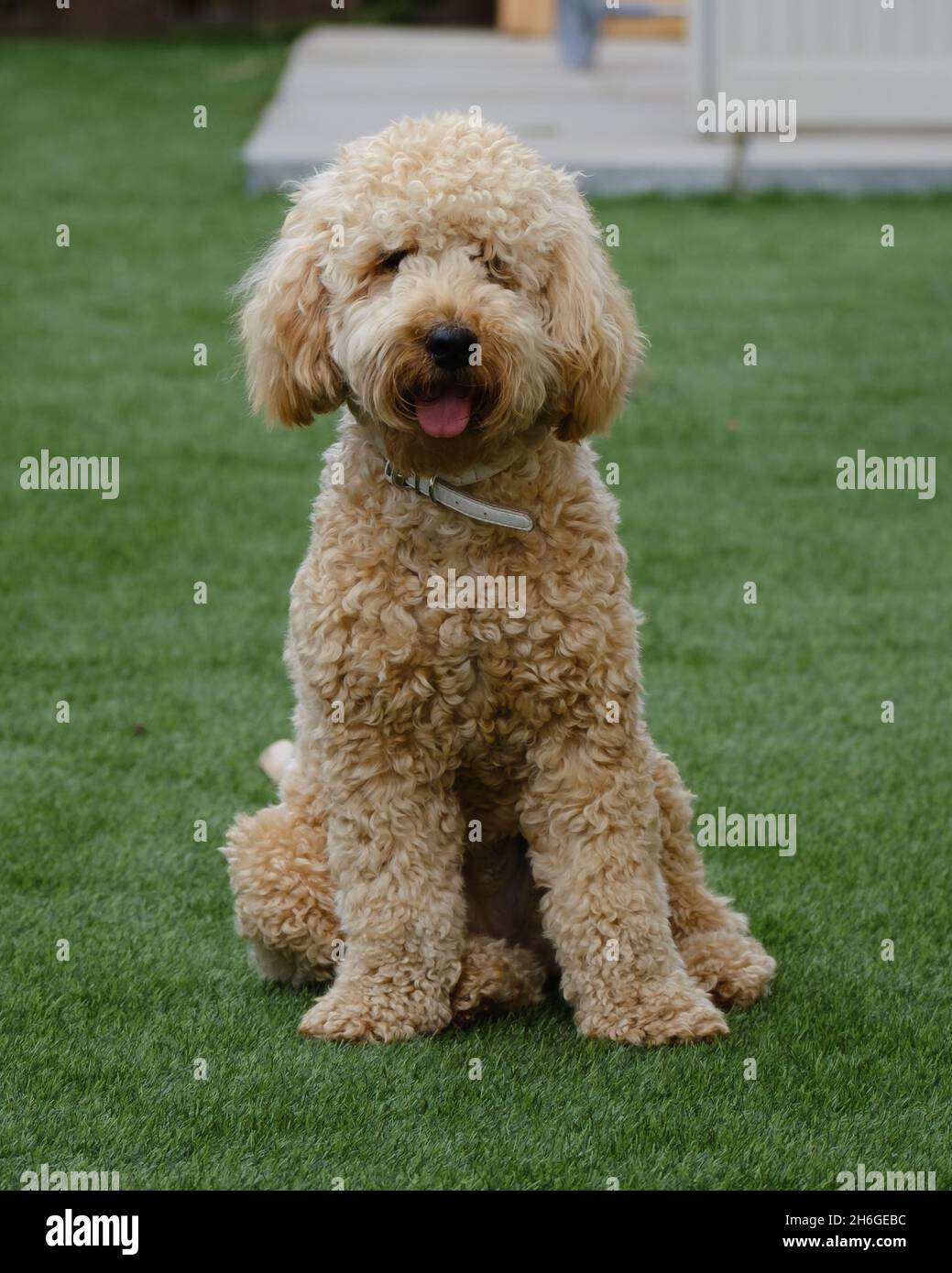 Happy Cockapoo dog in garden Stock Photo - Alamy