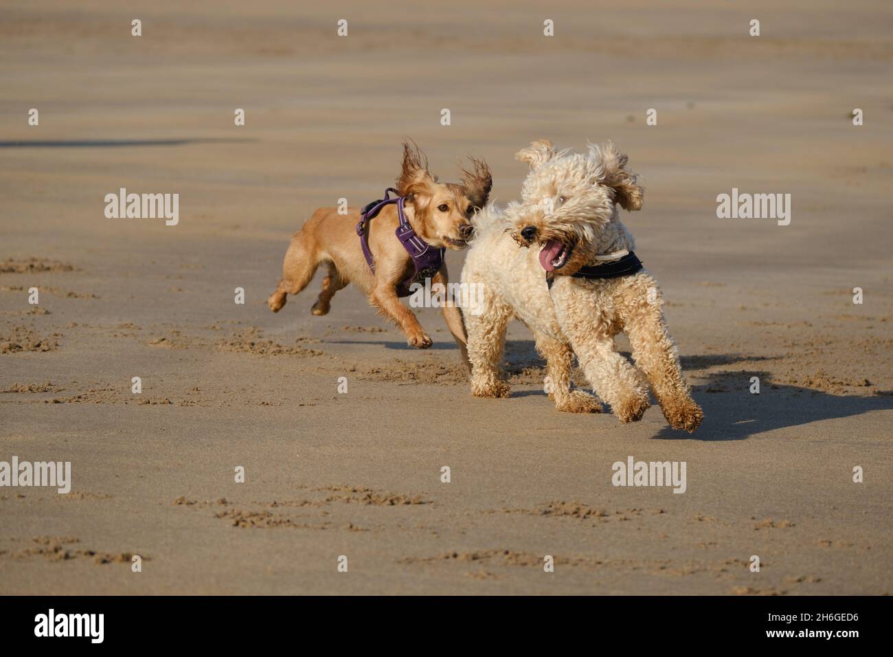 Dog chase man hi-res stock photography and images - Alamy