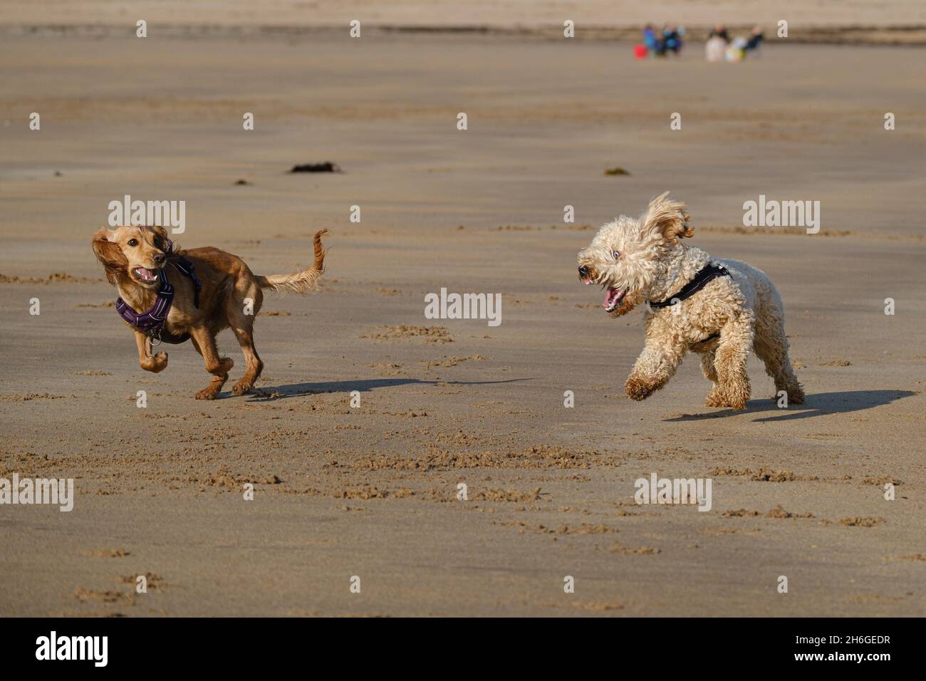 Cockapoo dog and spaniel playing chase on a beach Stock Photo - Alamy
