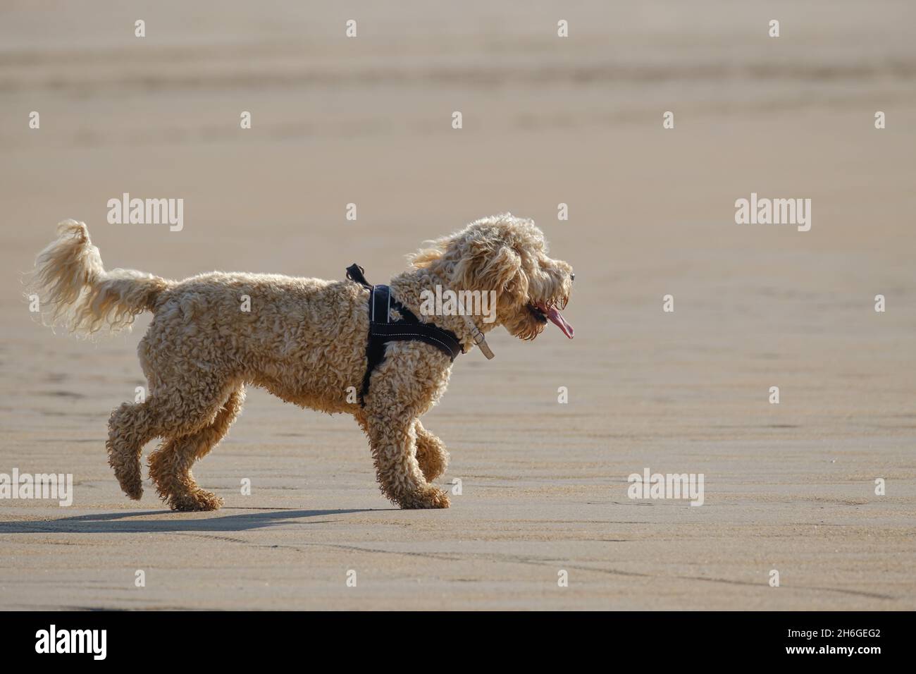 Happy Cockapoo dog Stock Photo - Alamy