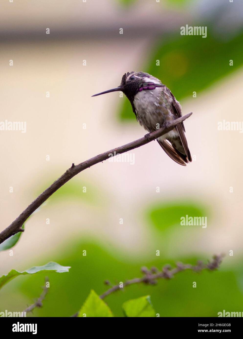 A hummingbird in Boston Zoo Stock Photo - Alamy