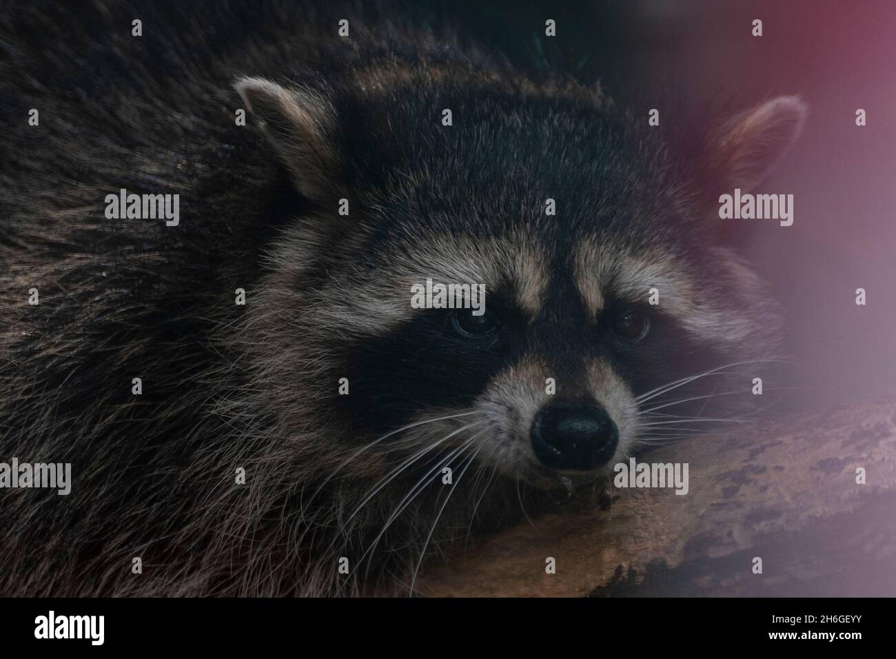 funny beautiful fluffy cute raccoon Stock Photo - Alamy