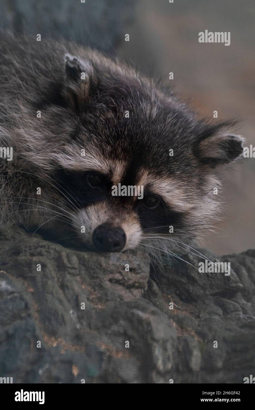 funny beautiful fluffy cute raccoon Stock Photo - Alamy