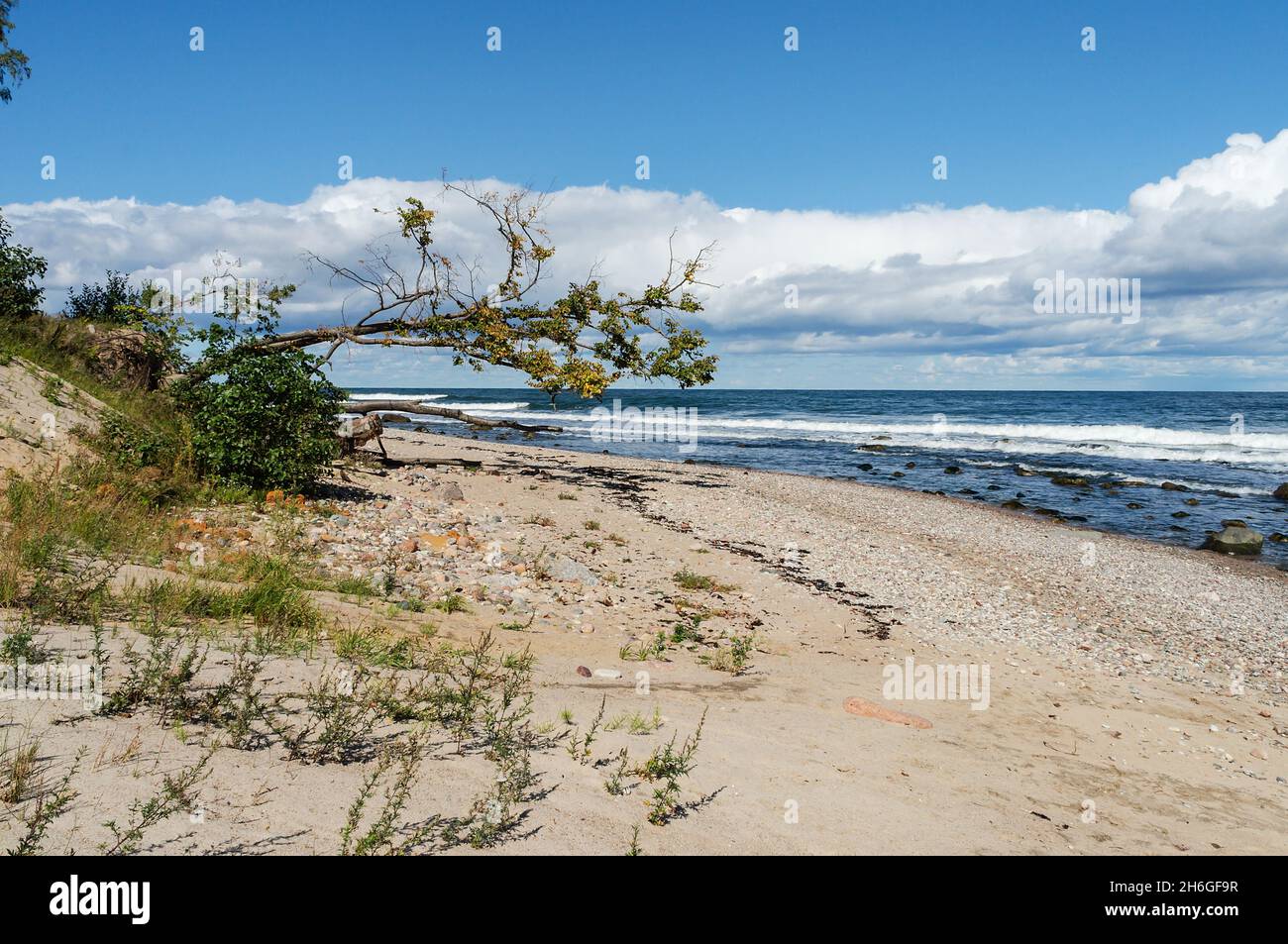 A tree over water. Waves on the Baltic Sea. Rocks on the sea shore ...