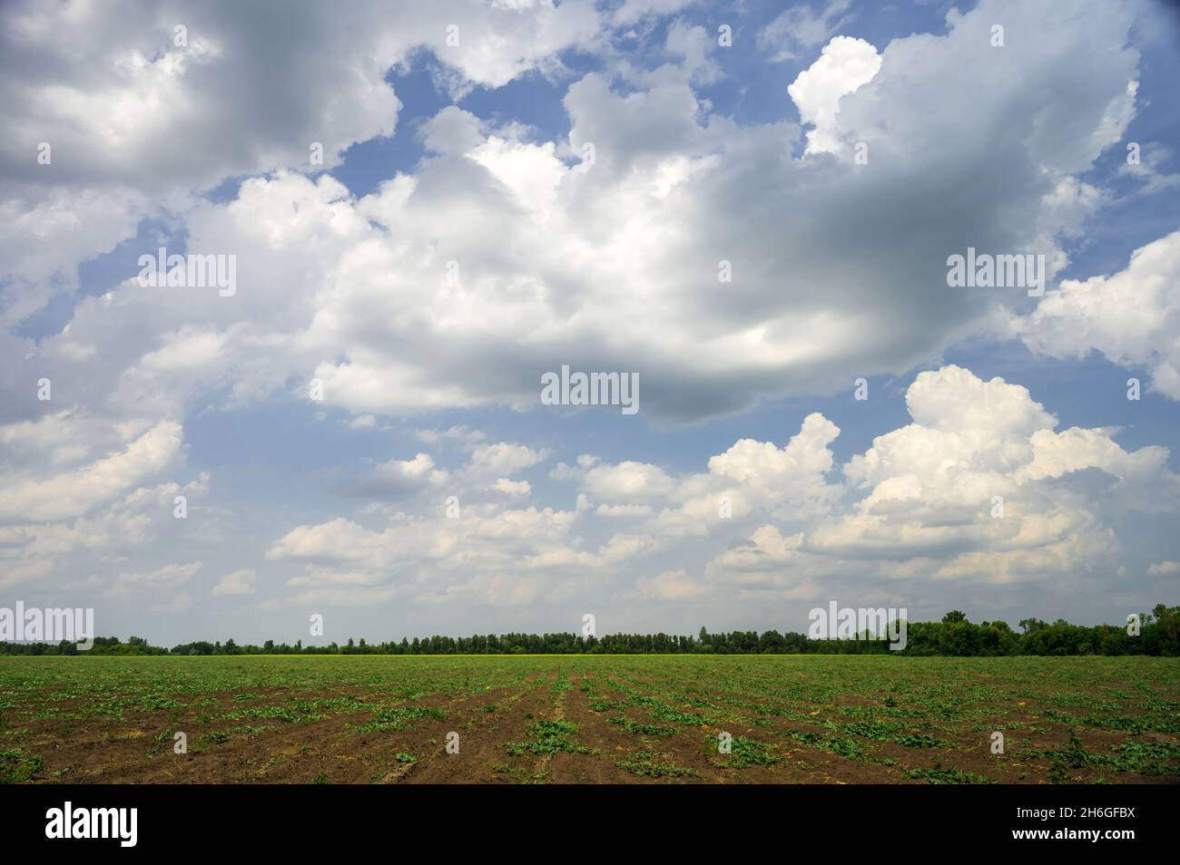 Beautiful summer landscape. Melon field with small watermelon bushes ...