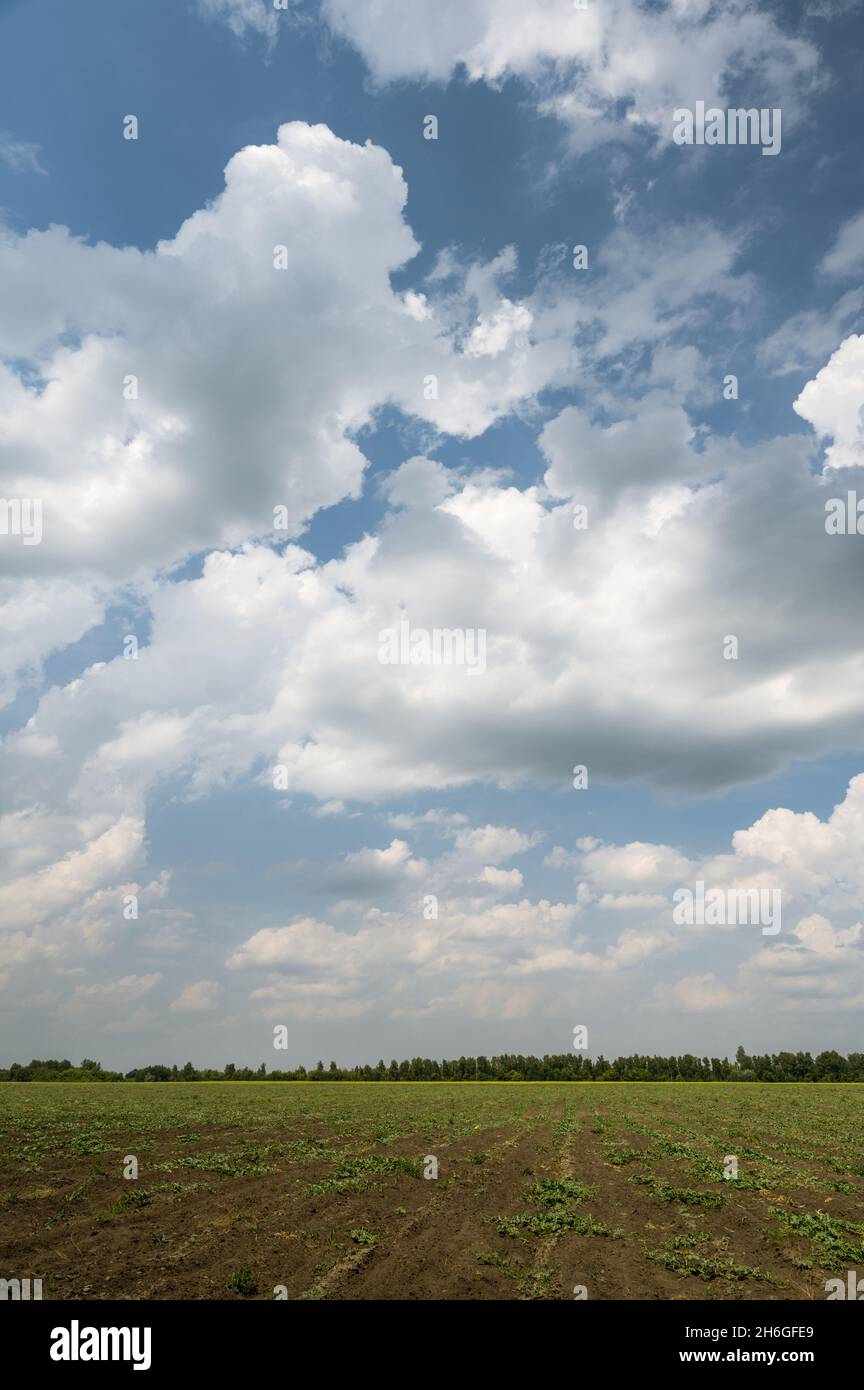 Beautiful summer landscape. Melon field with small watermelon bushes ...