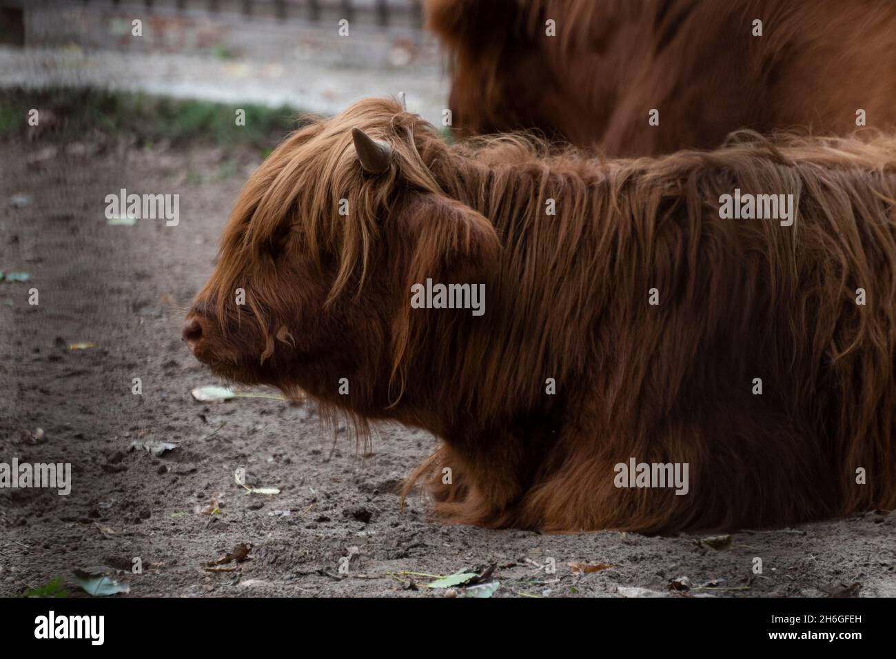wild animal bison in nature Stock Photo - Alamy