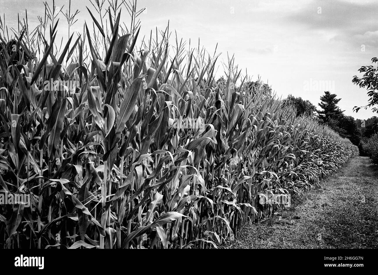 Long row of corn in a field Elwood Orchards - Londonderry, NH ...