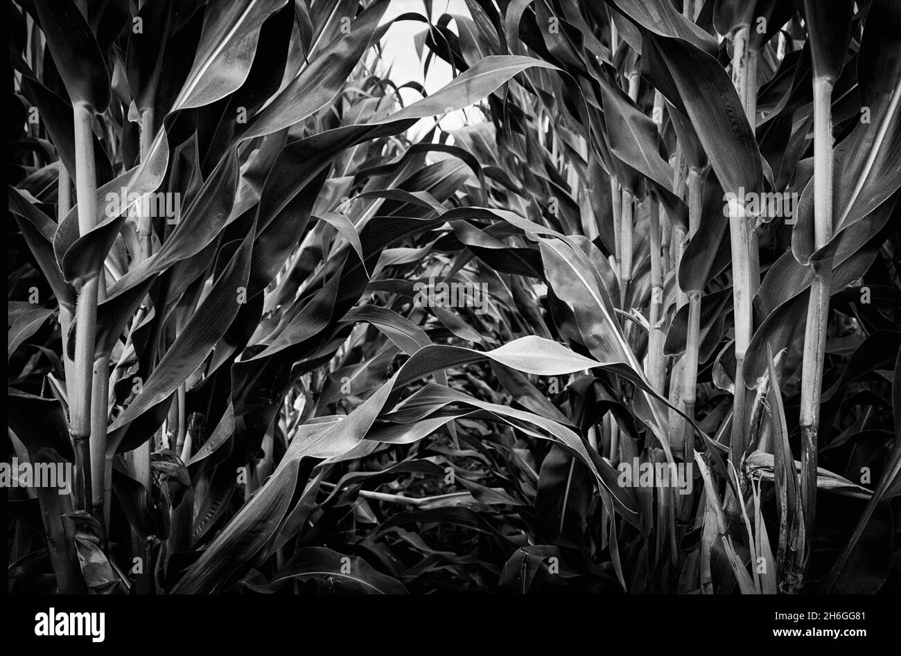 Long row of corn in a field Elwood Orchards - Londonderry, NH ...