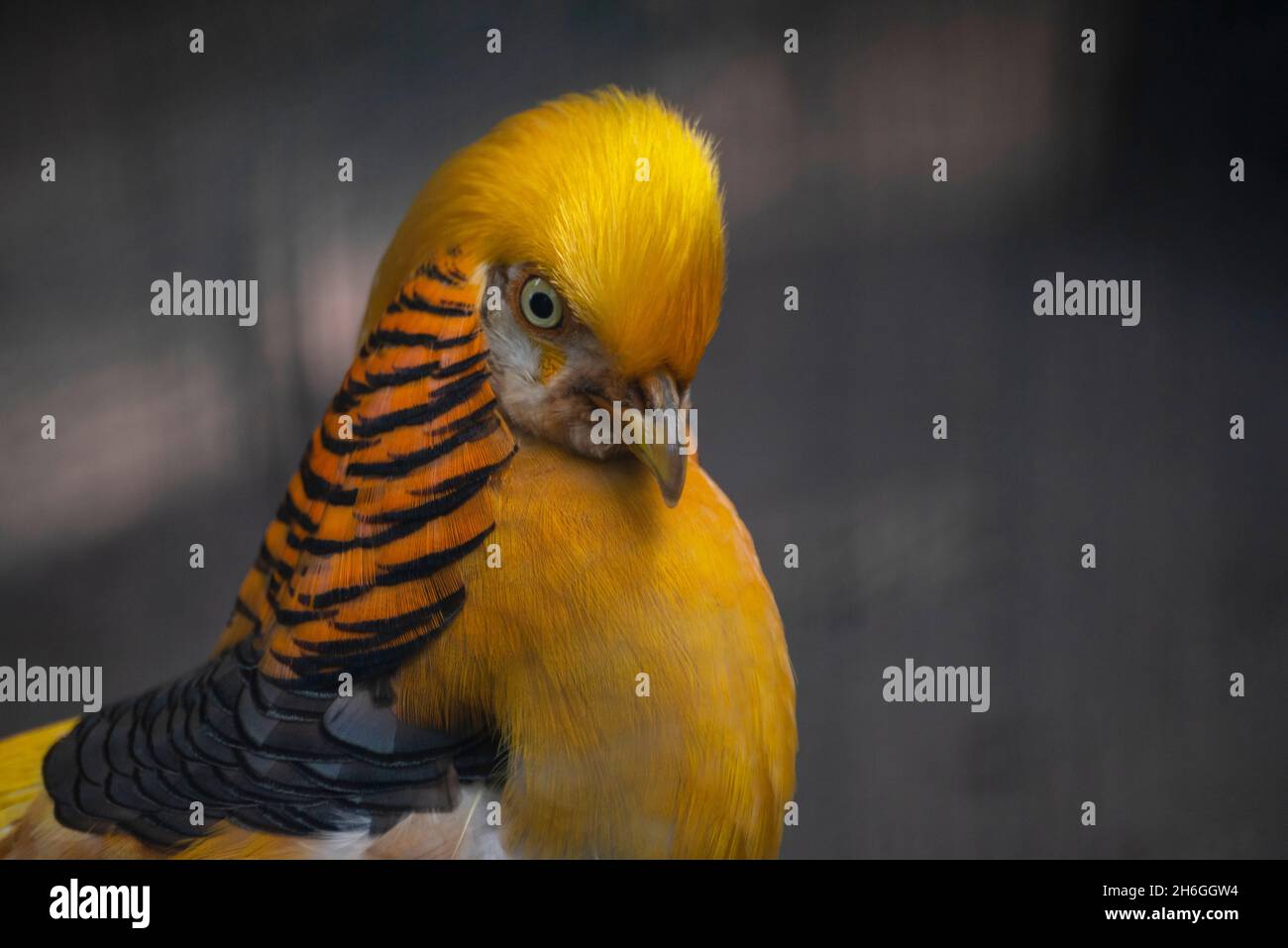 Gold crest birds hi-res stock photography and images - Alamy