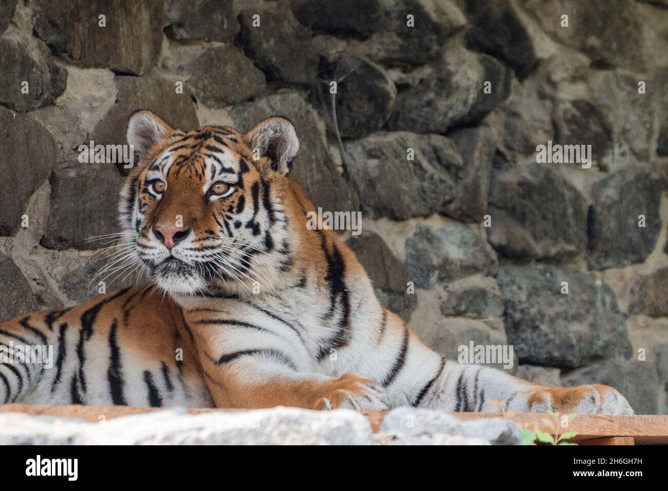 Big head animal hi-res stock photography and images - Alamy