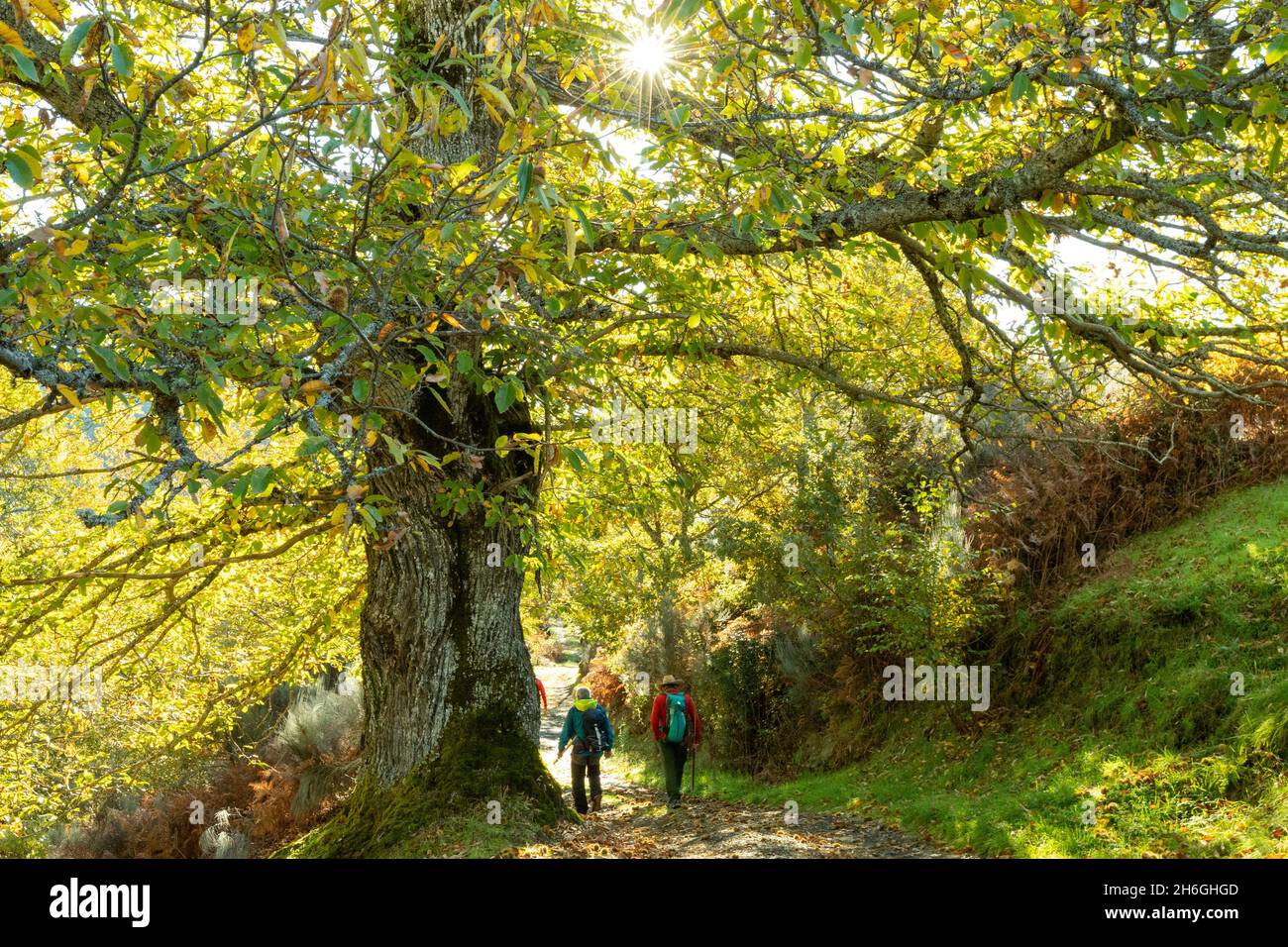 Castañar de Hermisende, Zamora Stock Photo - Alamy