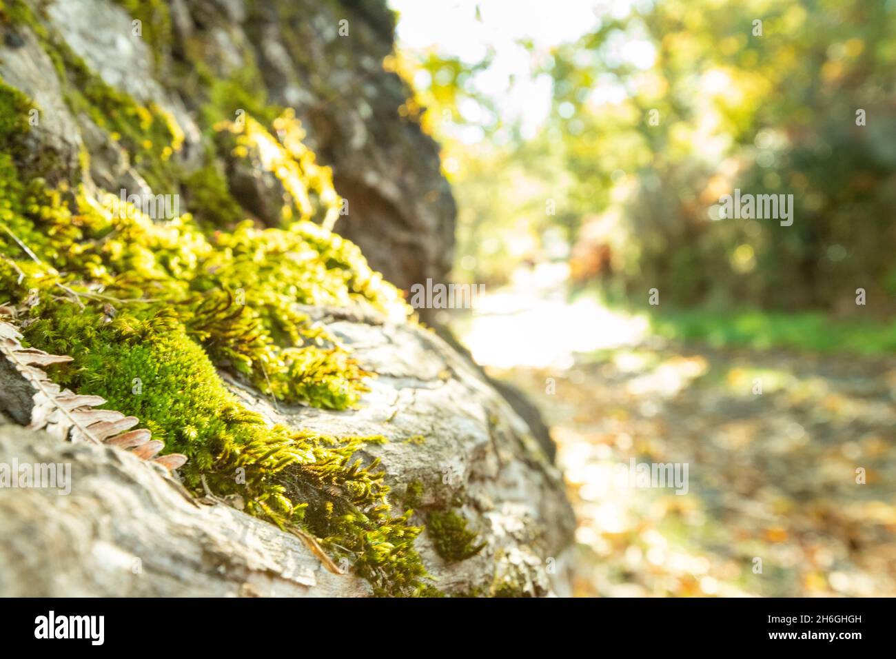 Castañar de Hermisende, Zamora Stock Photo - Alamy