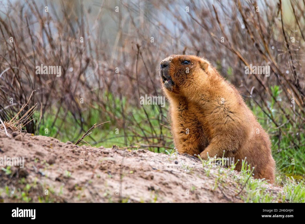 The bobak marmot or Marmota bobak is a large rodent, family Sciuridae ...