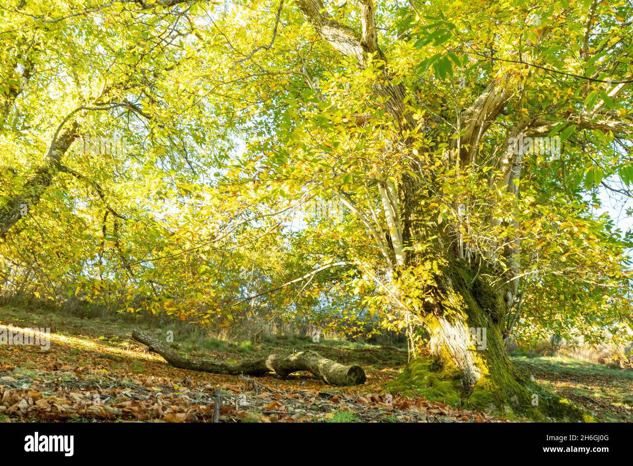 Castañar de Hermisende, Zamora Stock Photo - Alamy