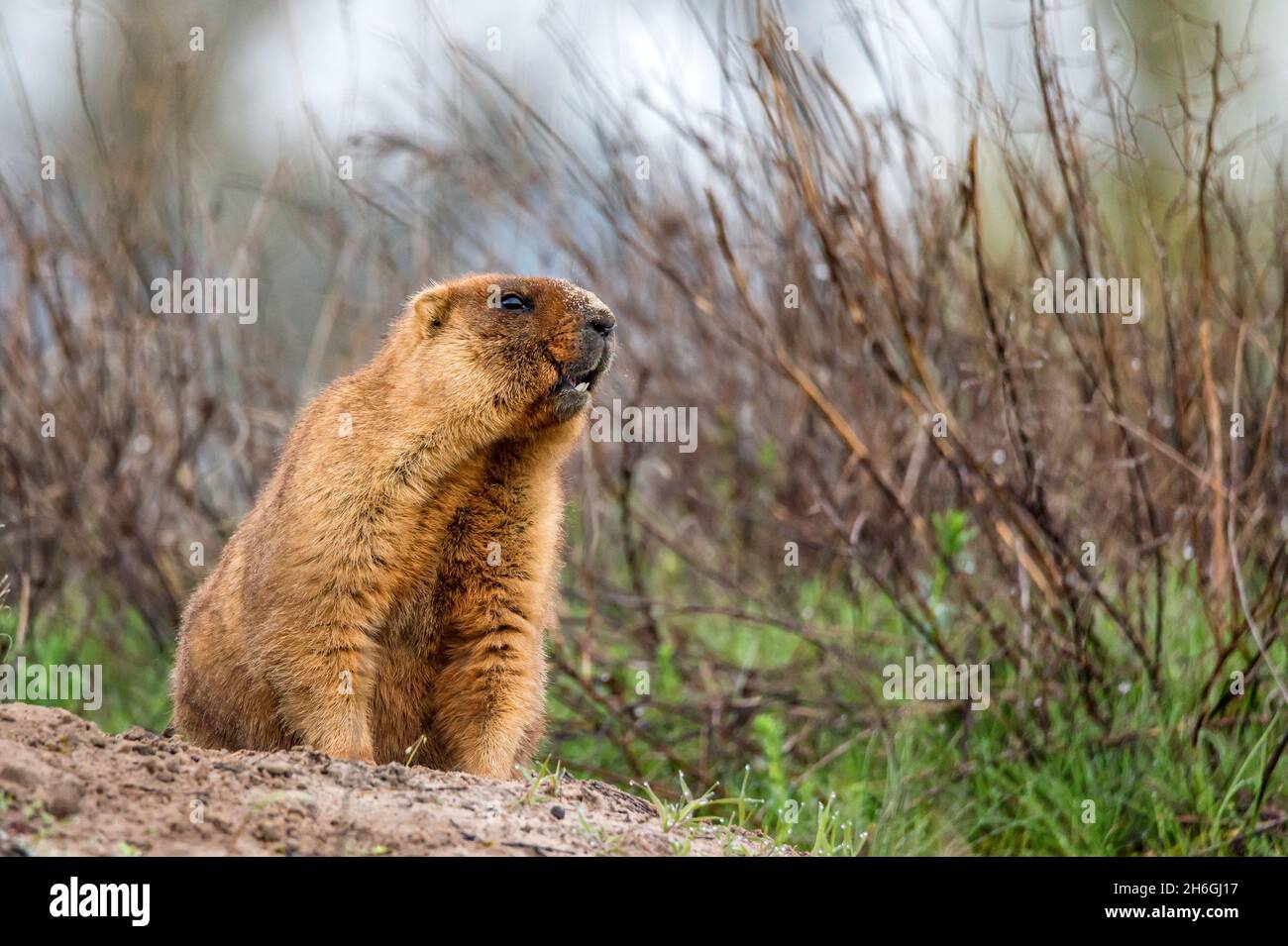 The bobak marmot or Marmota bobak is a large rodent, family Sciuridae ...