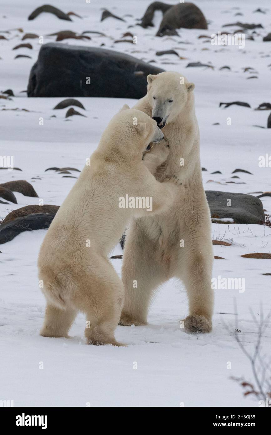 Endangered species, endangered, rare Stock Photo - Alamy