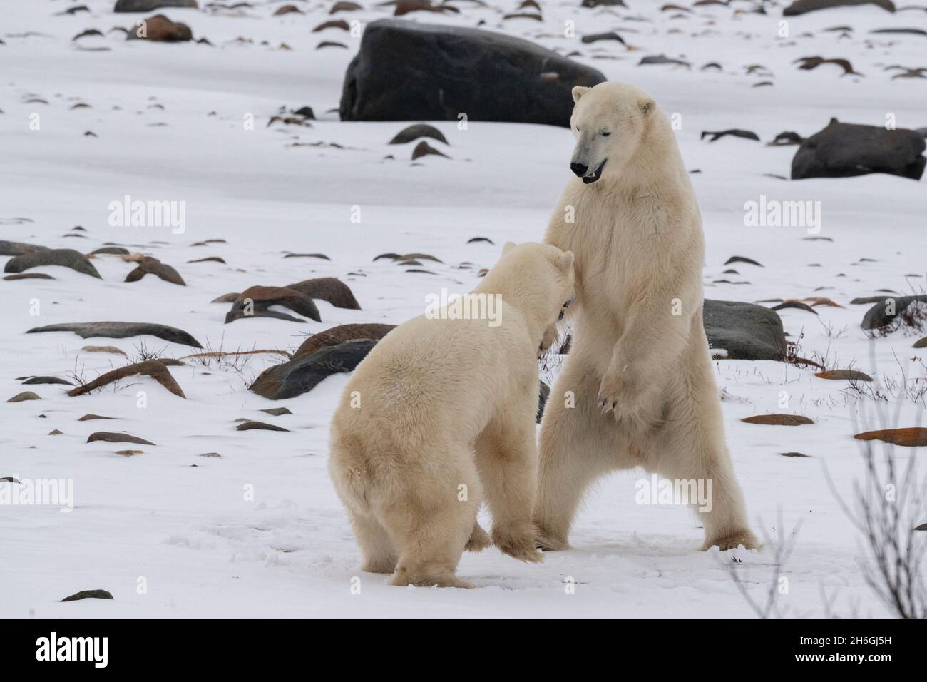 Endangered species, endangered, rare Stock Photo - Alamy