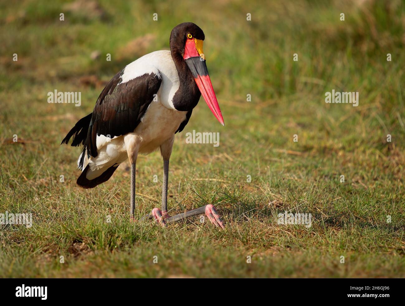 Saddle-billed Stork - Ephippiorhynchus senegalensis or saddlebill is a ...