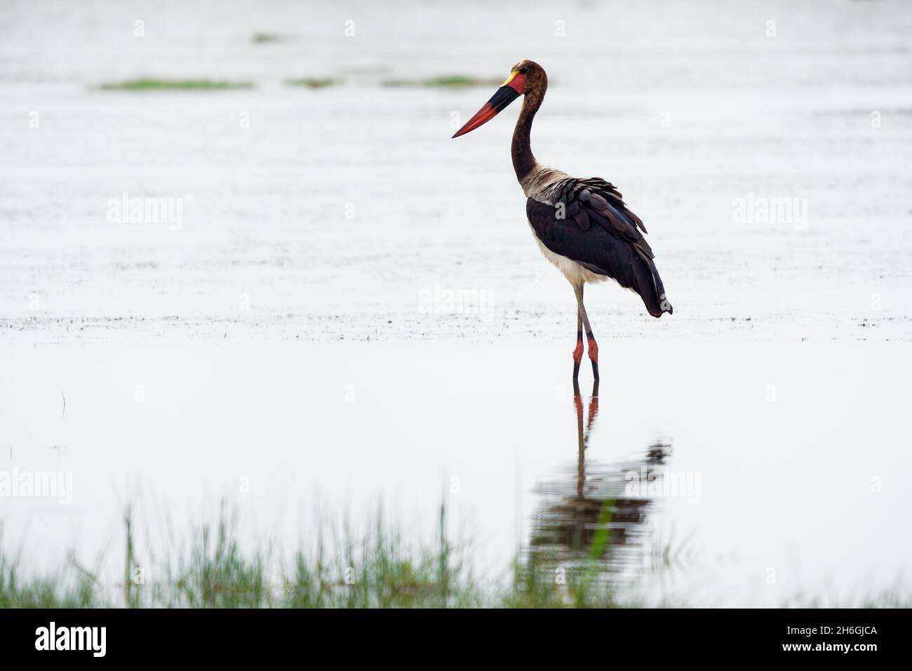 Saddle-billed Stork - Ephippiorhynchus senegalensis or saddlebill is a ...