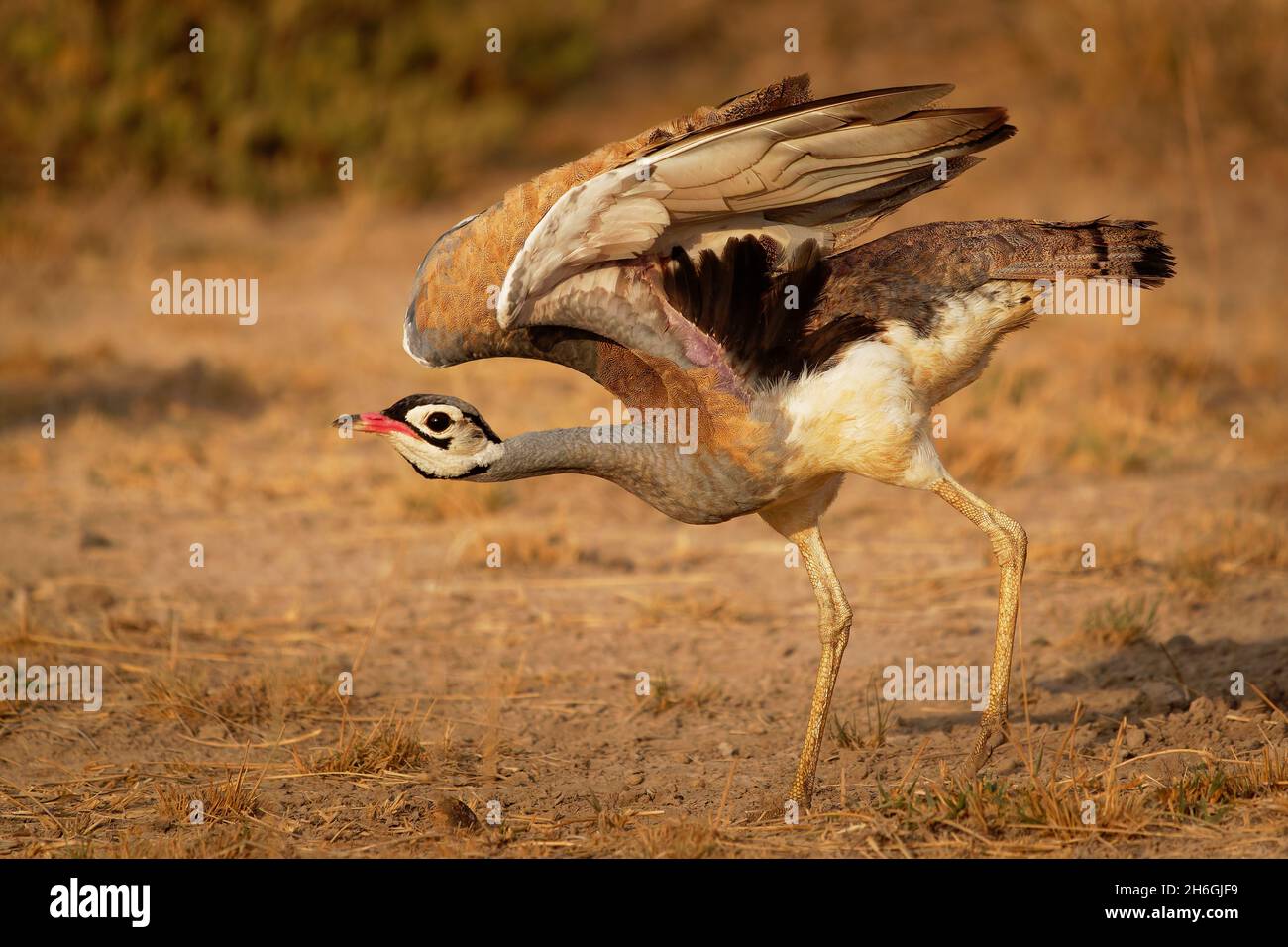 White-bellied Bustard or white-bellied korhaan - Eupodotis senegalensis ...