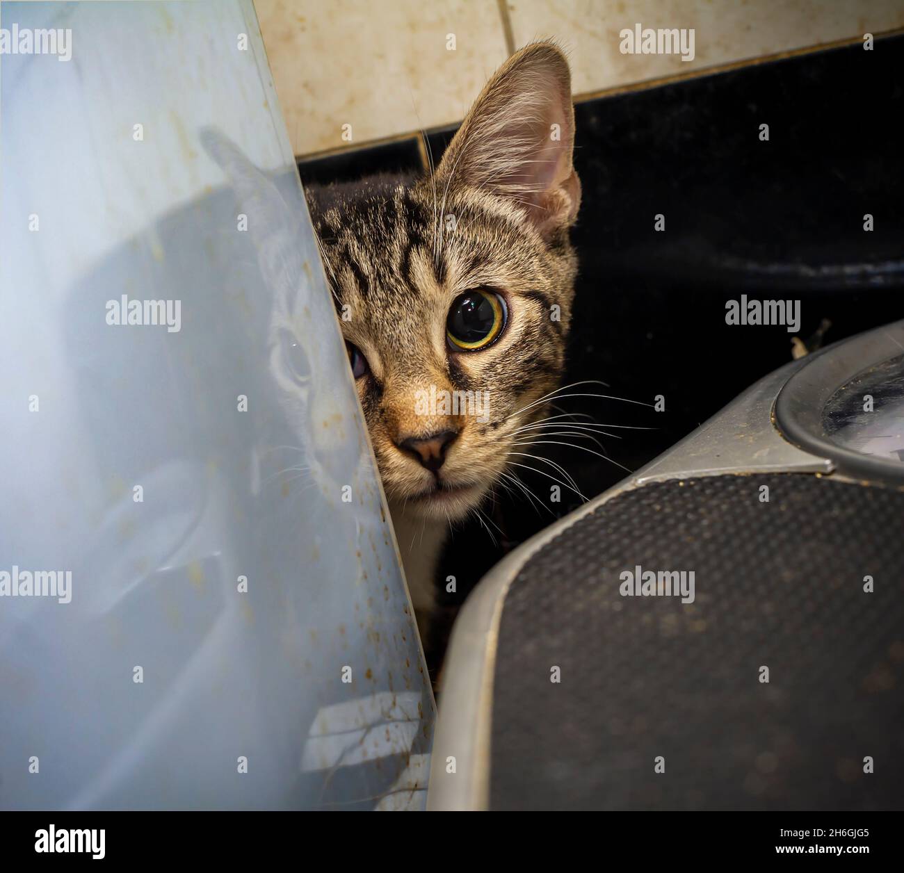 Cat Dander Electron Microscope