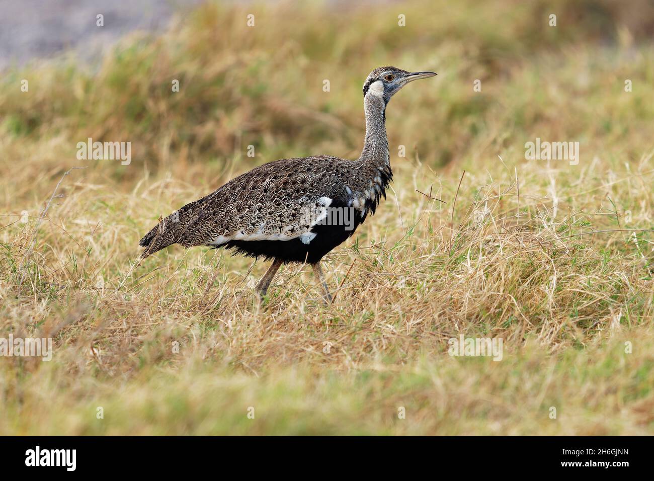 Hartlaub Bustard - Lissotis hartlaubii african bird in the family ...