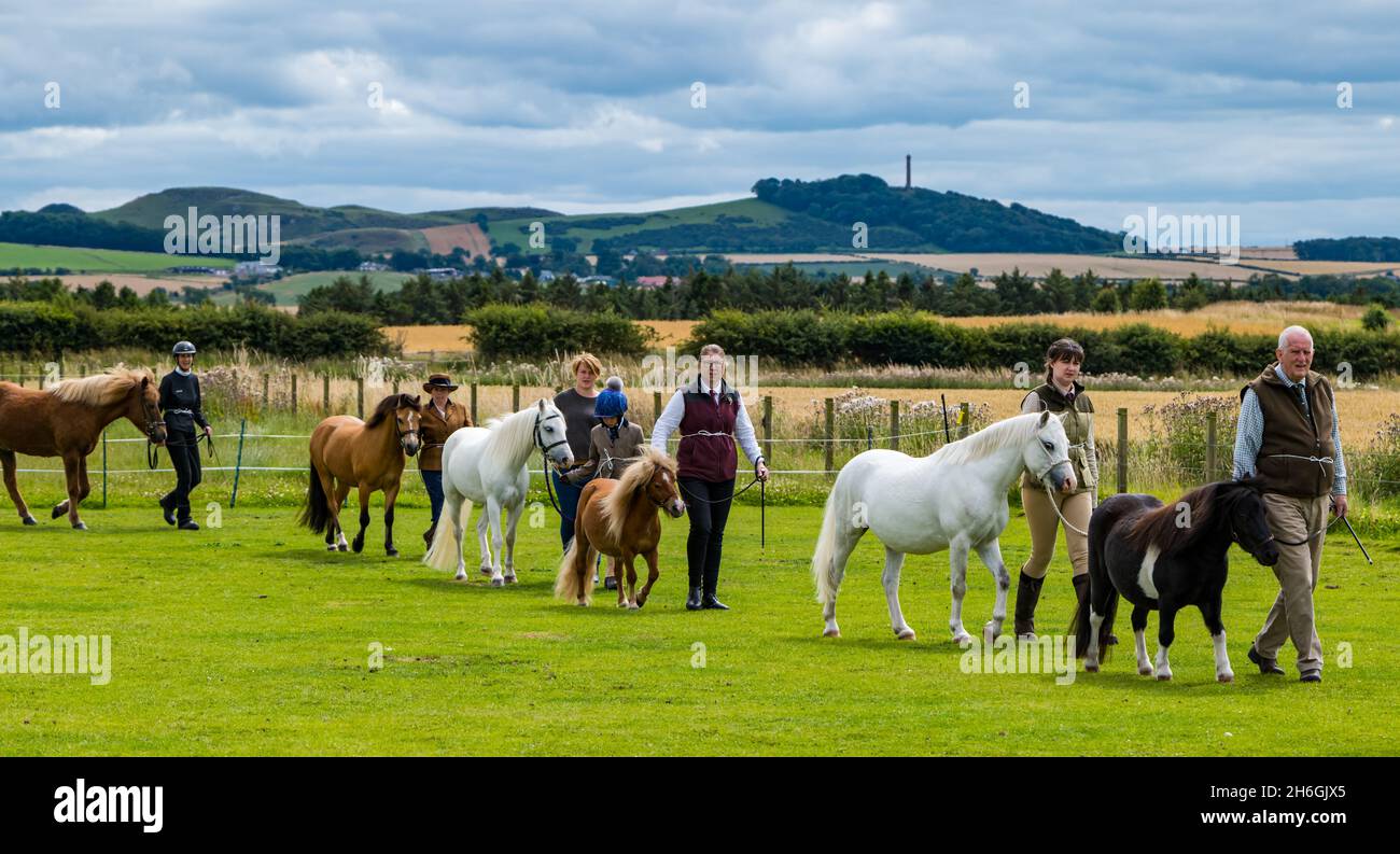 Summer horse show: competitors leading miniature Shetland ponies and ...