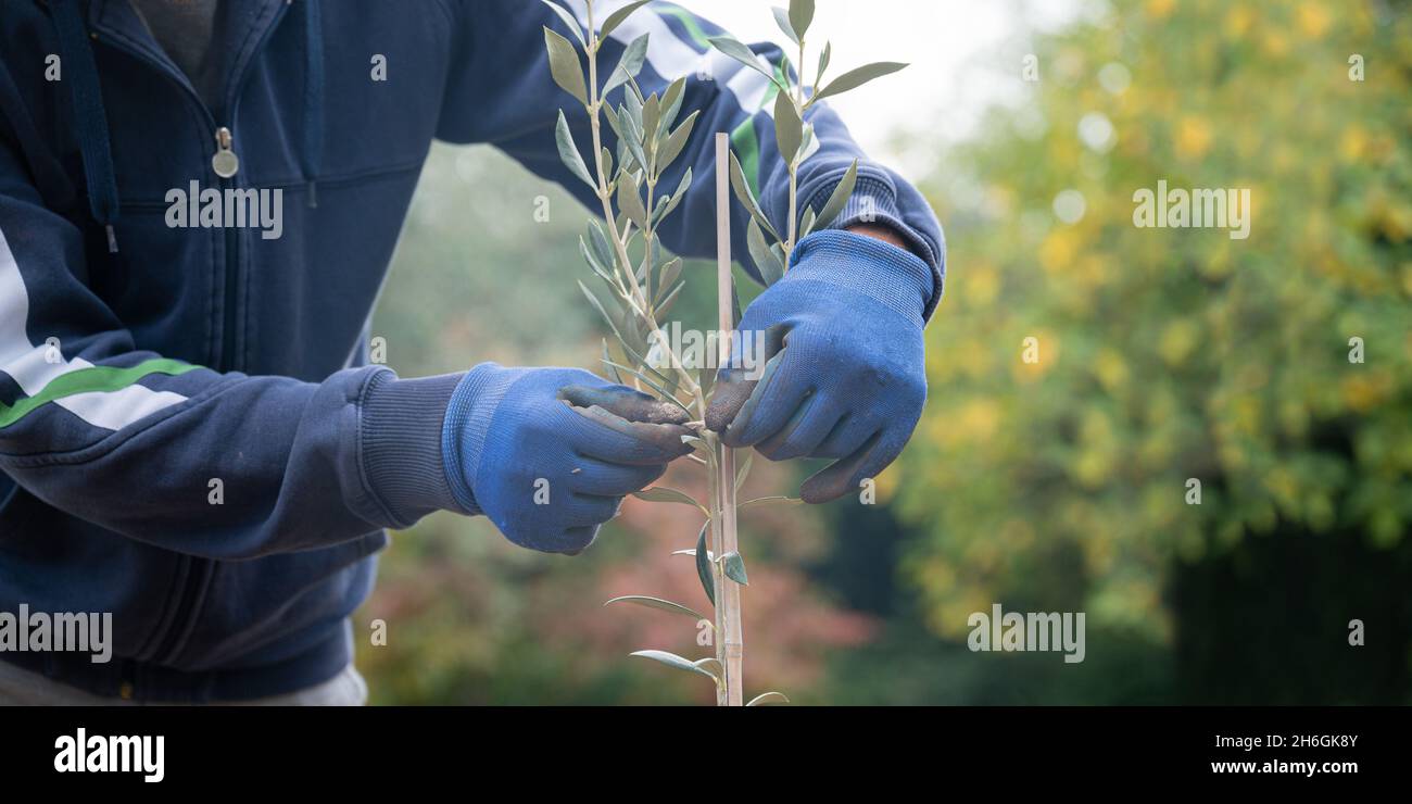 Hands supporting a tree hi-res stock photography and images - Alamy