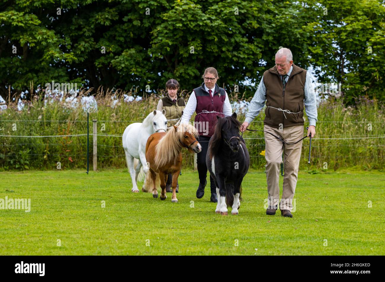 Summer horse show: competitors leading miniature Shetland ponies in a ...